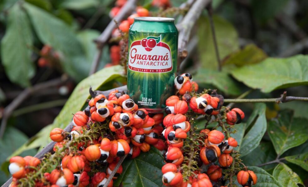Brazilian Guaraná: Numbers and Facts - Soul Brasil Magazine